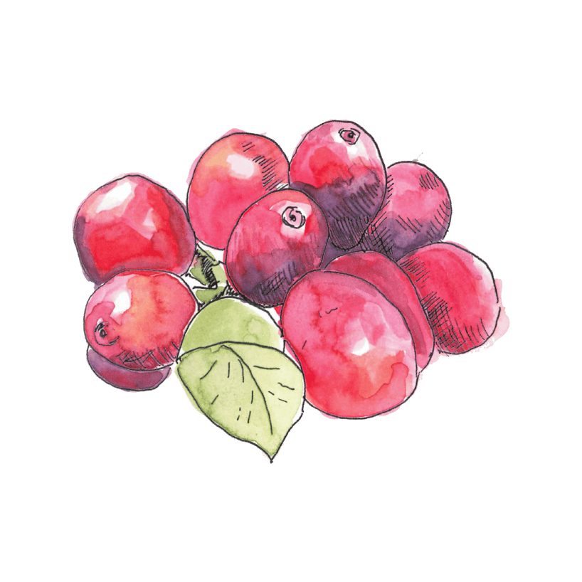 The Stumptown Coffee Roasters Story | Stumptown Coffee Roasters